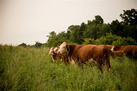 Beef Fall Workshops Events Farm And Dairy