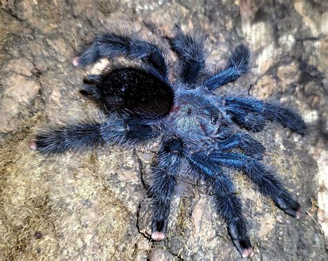 Crypticcreatures Added A New Photo Crypticcreatures