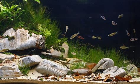 Biotope Habitat Aquarium Types Aquarium Biotope Aquarium Habitats