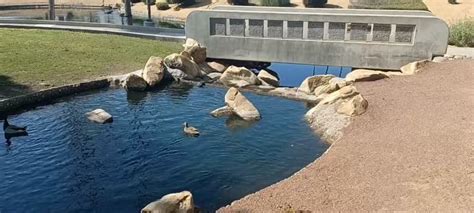 Gary Familathe On Linkedin Ducks