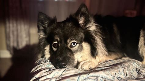 Petition · End The Practice Of Euthanizing Dogs In Kill Shelters