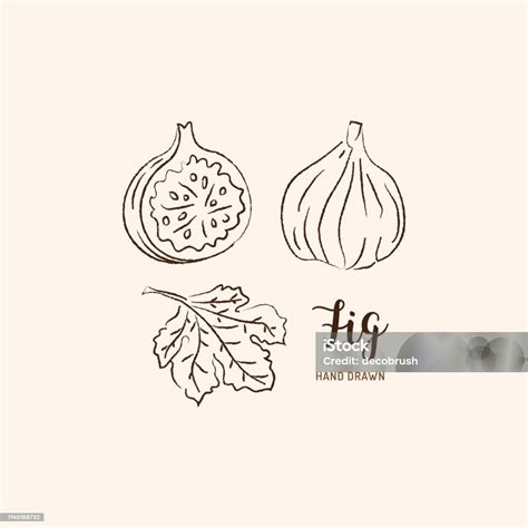 무화과 과일 그림입니다 흰색 바탕에 무화과의 스케치 벡터 일러스트 라인아트에 대한 스톡 벡터 아트 및 기타 이미지 라인아트