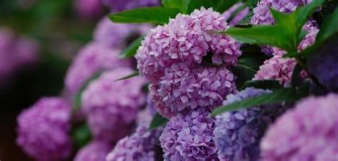 繡球花垂頭的原因和解決方法 Imomo植物識別