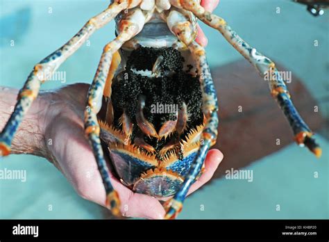 A Female Lobster Carrying Eggs Under Her Body At Northumberland Seafood