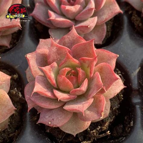 Muda De Planta Suculenta Rara Beleza Exclusiva Ao Seu Alcance