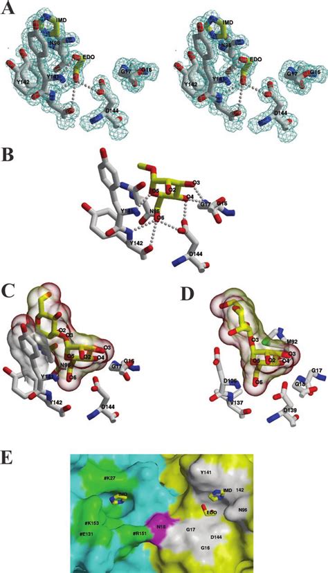 Carbohydrate Binding Site A Stereo View Of The 137 Å Resolution Download Scientific Diagram