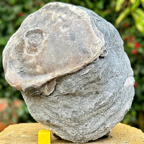 Giant Gryphaea Fossil Bivalve Oxford Clay Redcliff Point Etsy