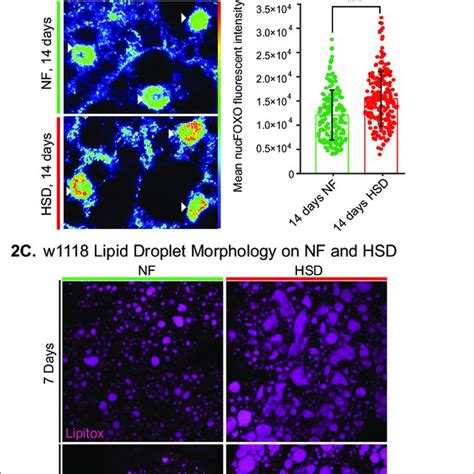 Drosophila Insulin Like Peptide 5 Dilp5forkhead Box O Foxo
