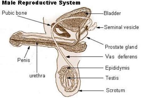 Male Reproductive System Structures Functions And Regulation