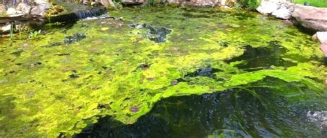How To Prevent Algae In Your Backyard Pond Get Wet Ponds