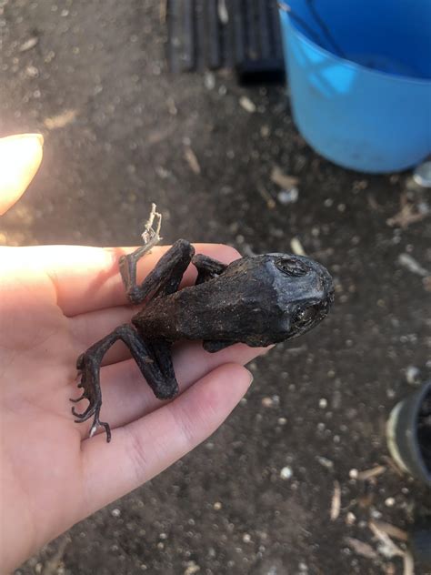 My Mum Found A Mummified Frog Rmildlyinteresting