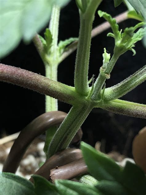Sexing Plant Grow Question By Jmoney Growdiaries