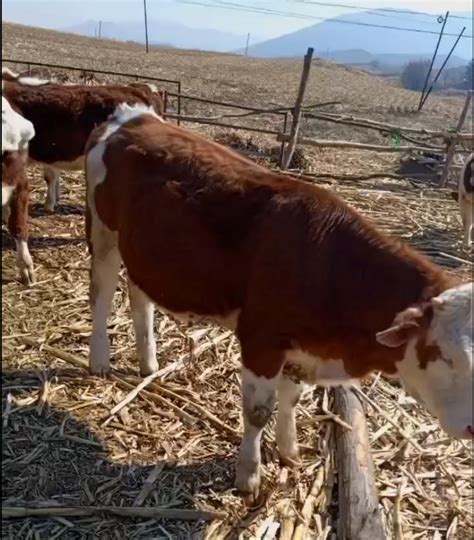 Cow Yolov8 Object Detection Dataset By Zyb Workspace