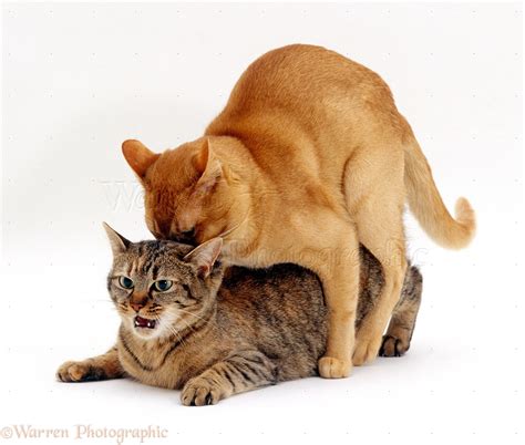 Cats Mating Photo WP