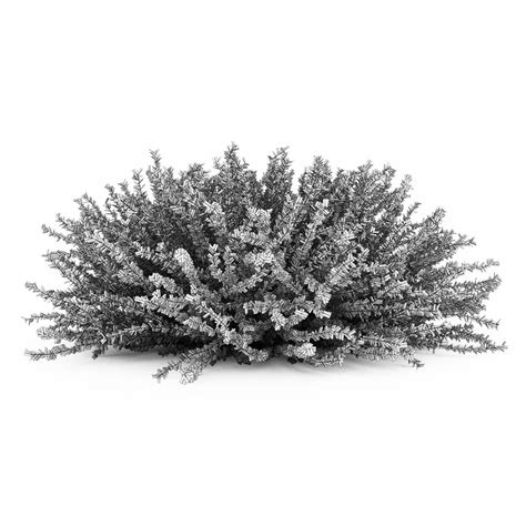 Coral Beauty Cotoneaster Suecicus 3d Model Download Bushes On