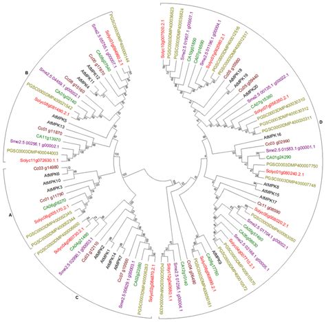Phylogenetic Tree Of Mpk Genes From Tomato Potato Eggplant Pepper