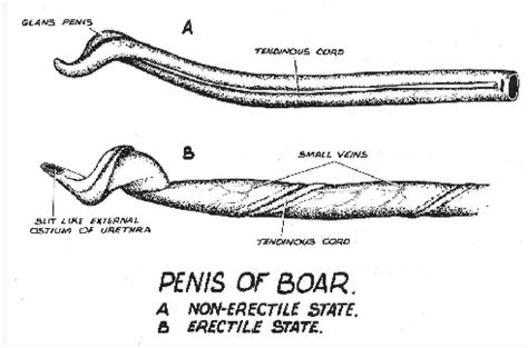 Pig Anatomy And Terminology Mini Pig Info