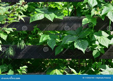 A Huge Bush Of Raspberry Grows Next To The Wooden Fence Of The Village Garden Background Image