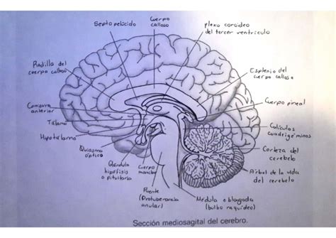 Cerebro Corte Sagital Pdf