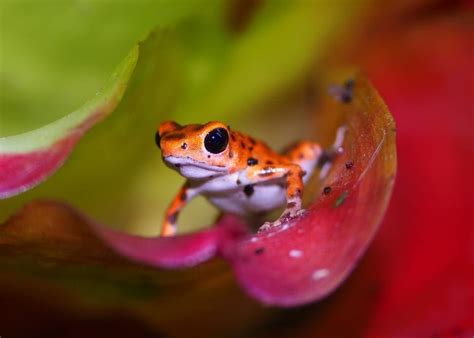 Classic Royal Morphs Our Russo Het Leucistic Girl Daisy Just Laid Her Clutch Not Sure If Shes