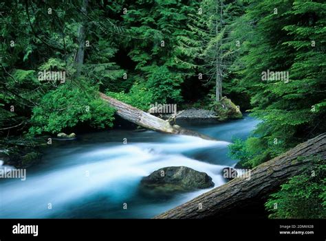 Upper Mckenzie River Mckenzie Wild And Scenic River Willamette National