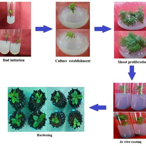 Pdf Micropropagation Of Fruit Crops A Review