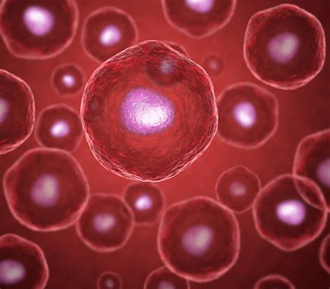 140 Haploid Illustraties Stockfotos Afbeeldingen En Royalty Free