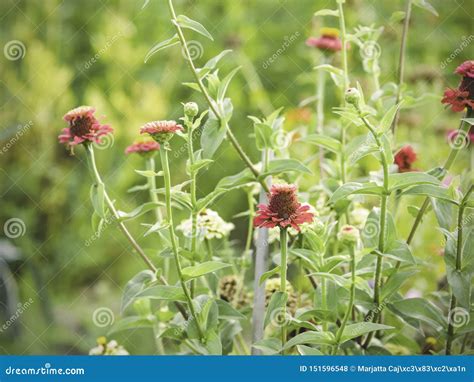Colorful Zinnias Blooming Stock Photo Image Of Nature 151596548