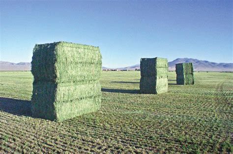 Bale Size Pricing And Cost Per Unit Of Nutrient Considerations Ag