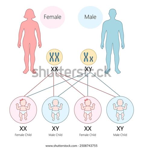 Xo Chromosome Gender