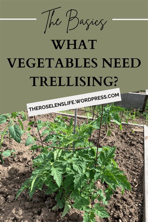 Trellising And Staking Vegetables
