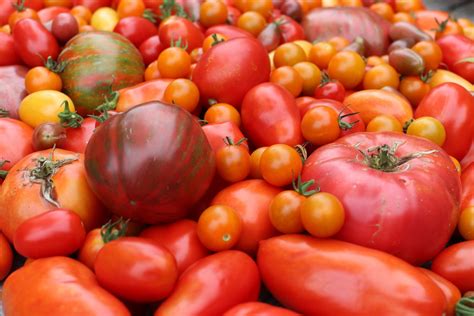 Tomato Powder How To Make Your Own Tomato Paste From Garden Tomatoes