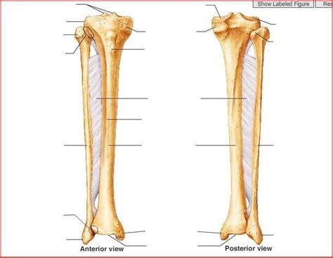 Right Tibia Anterior And Posterior Diagram Quizlet