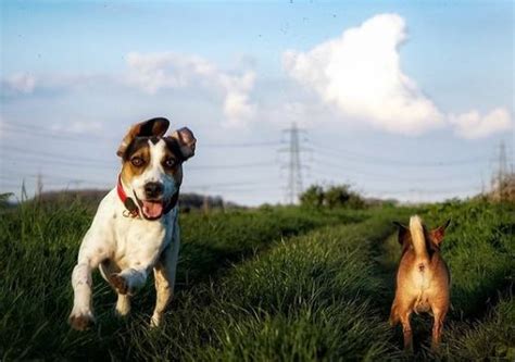 Cocker Jack Jack Russell Terrier Cocker Spaniel Mix Terrier Owner