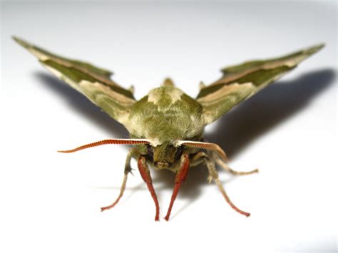 Bugblog Encounter With A Lime Hawkmoth