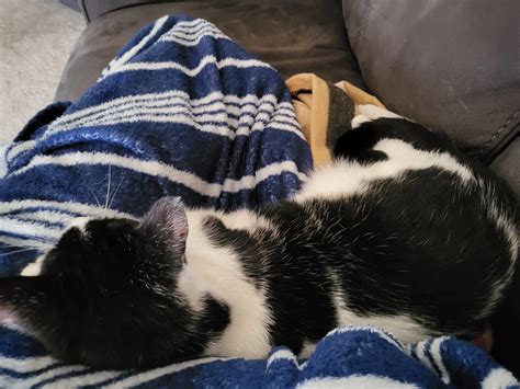 My 3 Kitties For Caturday Scrolller