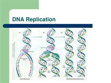 PPT DNA Replication PowerPoint Presentation Free Download ID