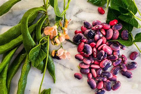 Runner Beans Scarlet Runner Bean Description Flavor Benefits And