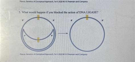 Solved Phenylketonuria Pku Is Caused By A Mutation In The