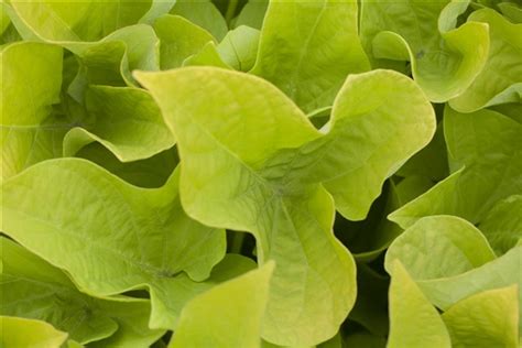 Ipomea batata Sweet Caroline Purple, Süßkartoffel - Park der Gaerten