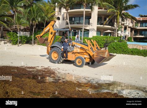 Cleaning Up Sargassum Seaweed On The Beach Atplaya Del Carmen Yucatan