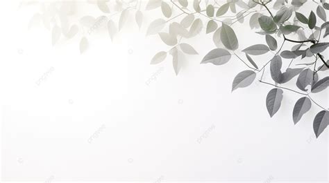 질감이 있는 흰색 벽에 자연스러운 그림자를 드리우는 나뭇잎 빛과 그림자 벽 그림자 그림자 배경 배경 일러스트 및 사진 무료 다운로드 Pngtree