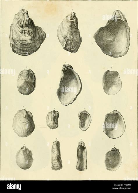 This Illustration Depicts Fossilized Mollusk Shells From The Paris