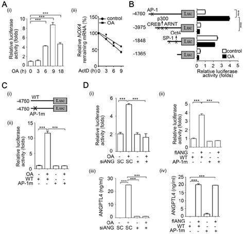Oa Induced Angptl4 Regulates Nox4 Transcriptional Activity Through The