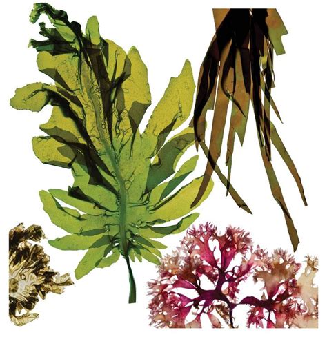 Seaweed Is A Superfood That Offers A Wealth Of Health Benefits But