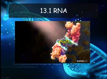 RNA PowerPoint And Guided Notes By Science With Mingels TpT