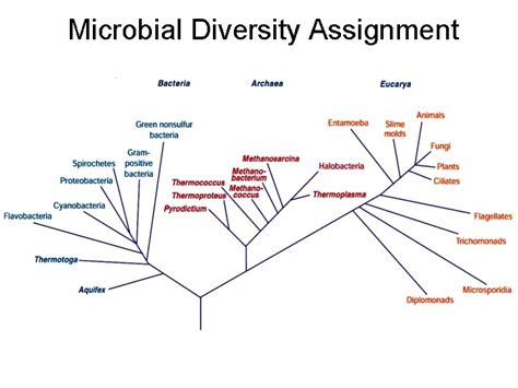 Prokaryote Taxonomy Diversity Classification Nomenclature Identification Phenetic Classification