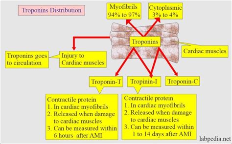 Cardiac Marker Part 3 Troponin T And Troponin I