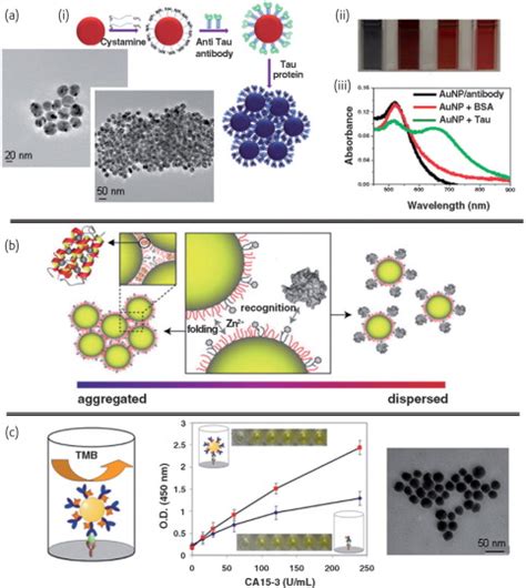 A Colorimetric Assay Based On Aggregation Of Aunps I Schematic