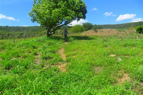 Território Kiriri Canta Galo
